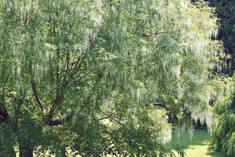 Top 10 Trees - Kentucky Living