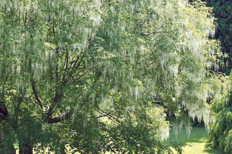 Top 10 Trees - Kentucky Living
