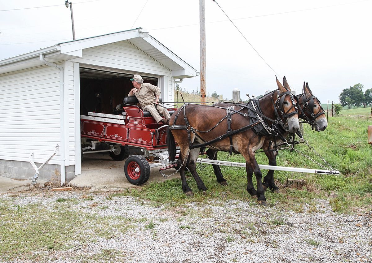Master of the mules, keeps tradition alive - Kentucky Living