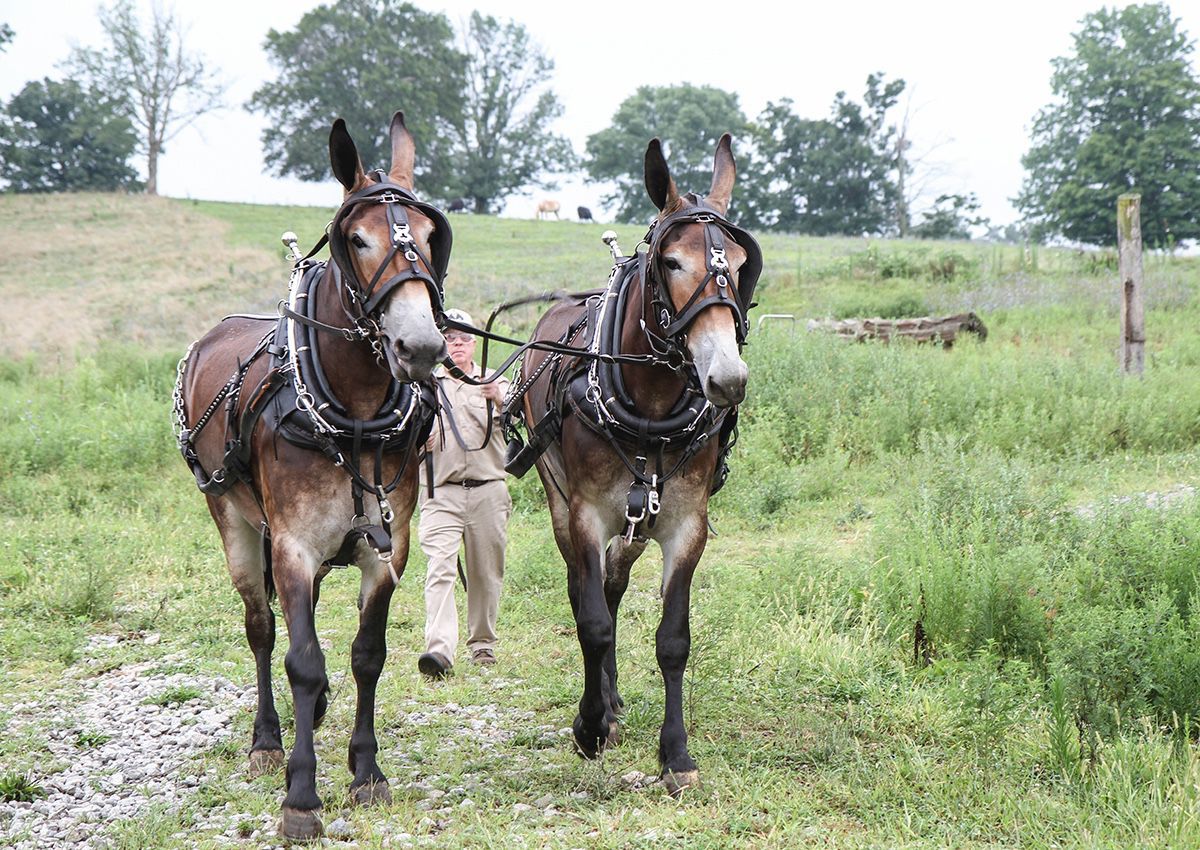 Master of the mules, keeps tradition alive - Kentucky Living