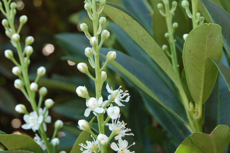Lovely laurel requires some thought - Kentucky Living