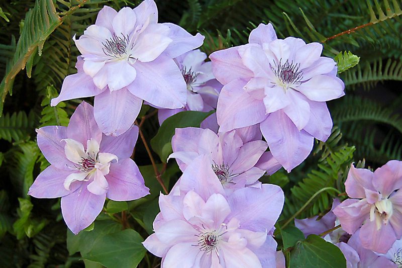 Clematis vines aren’t really that fussy - Kentucky Living
