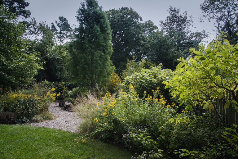 Tips to create a "microforest" in your backyard - Kentucky Living