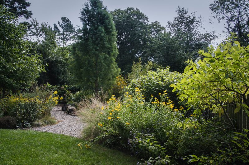 Tips to create a "microforest" in your backyard - Kentucky Living