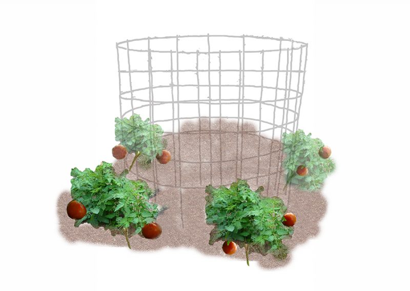 Japanese Tomato Ring - Kentucky Living