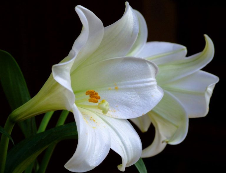 When to dig up and transplant magic lily bulbs? - Kentucky Living