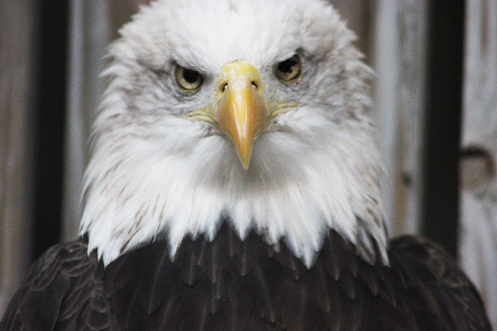 Saving the raptors - Kentucky Living