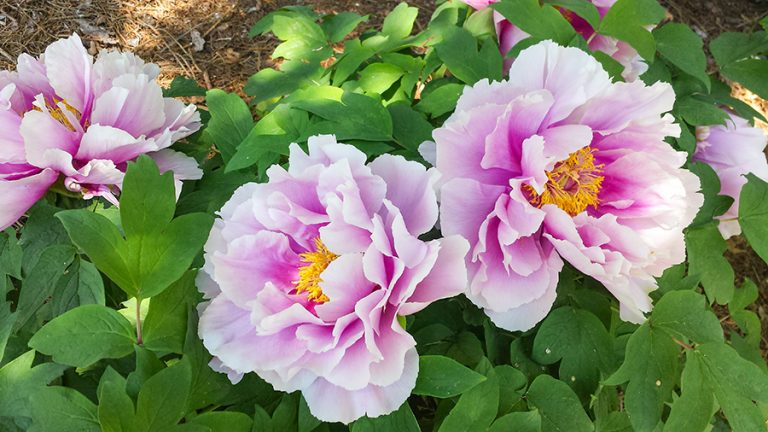 Pretty peonies - Kentucky Living