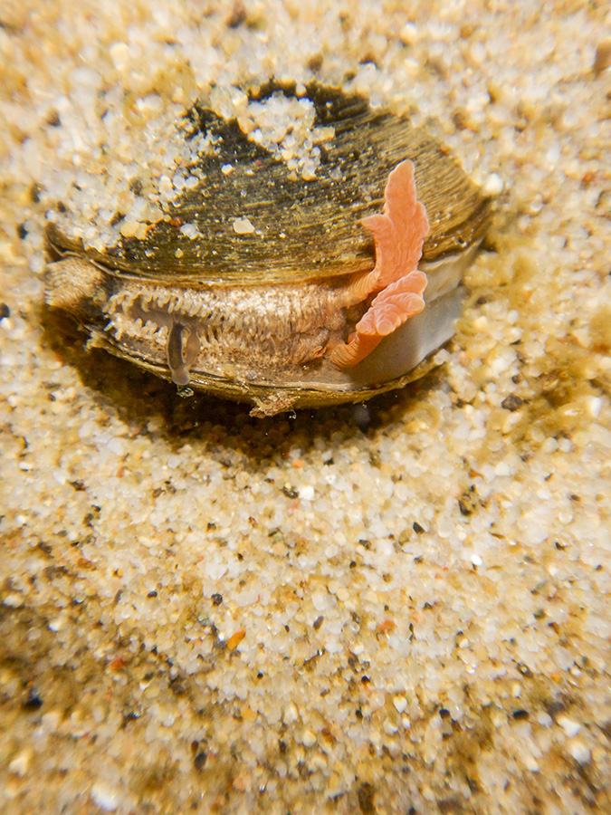 Mussel Man - Kentucky Living