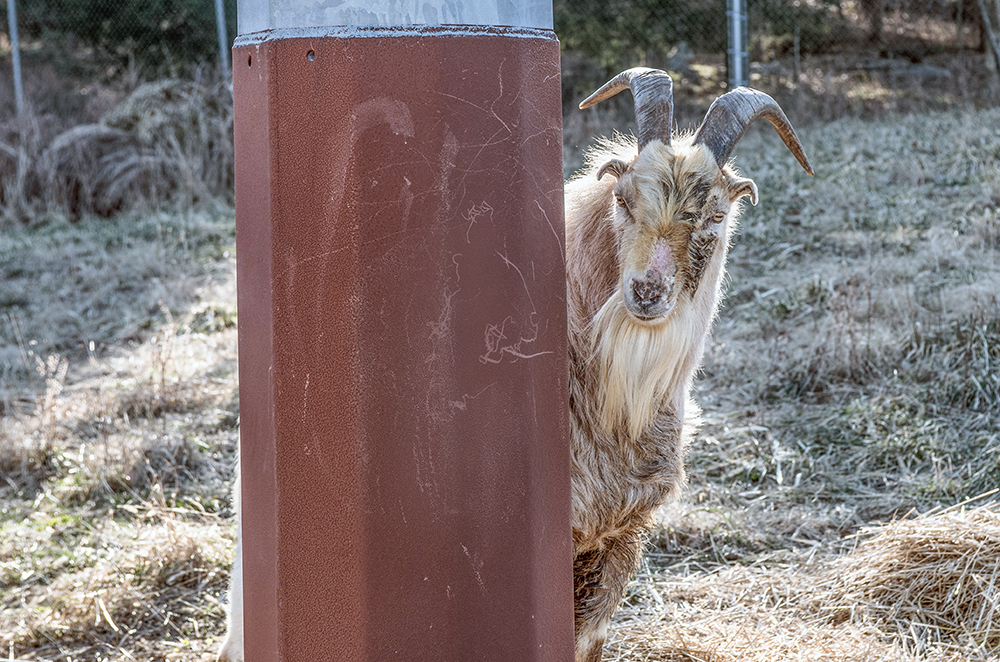 Houdini the I-65 Goat - Kentucky Living
