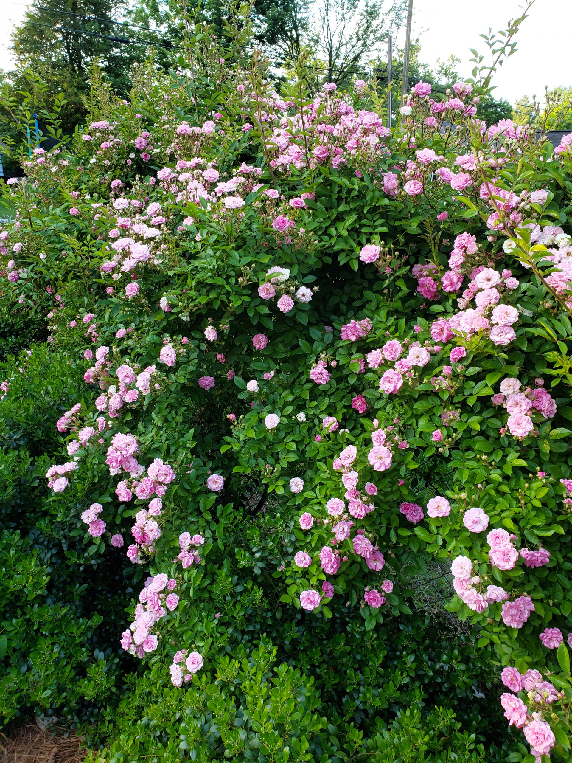 Symbol of survival - Kentucky Living