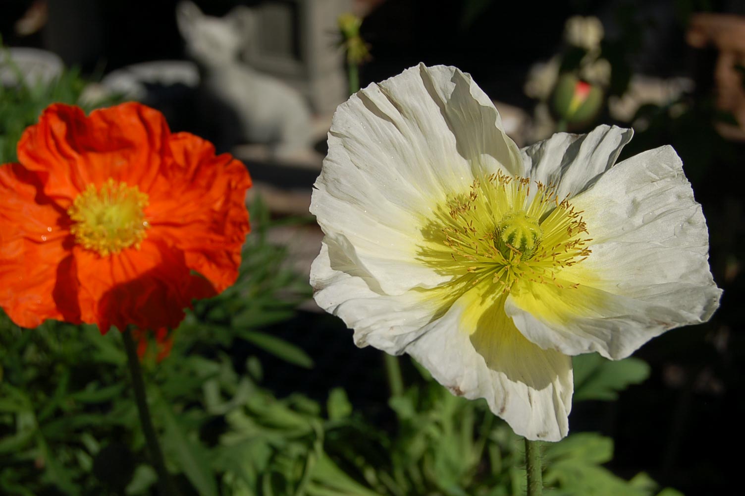 Picky poppies - Kentucky Living