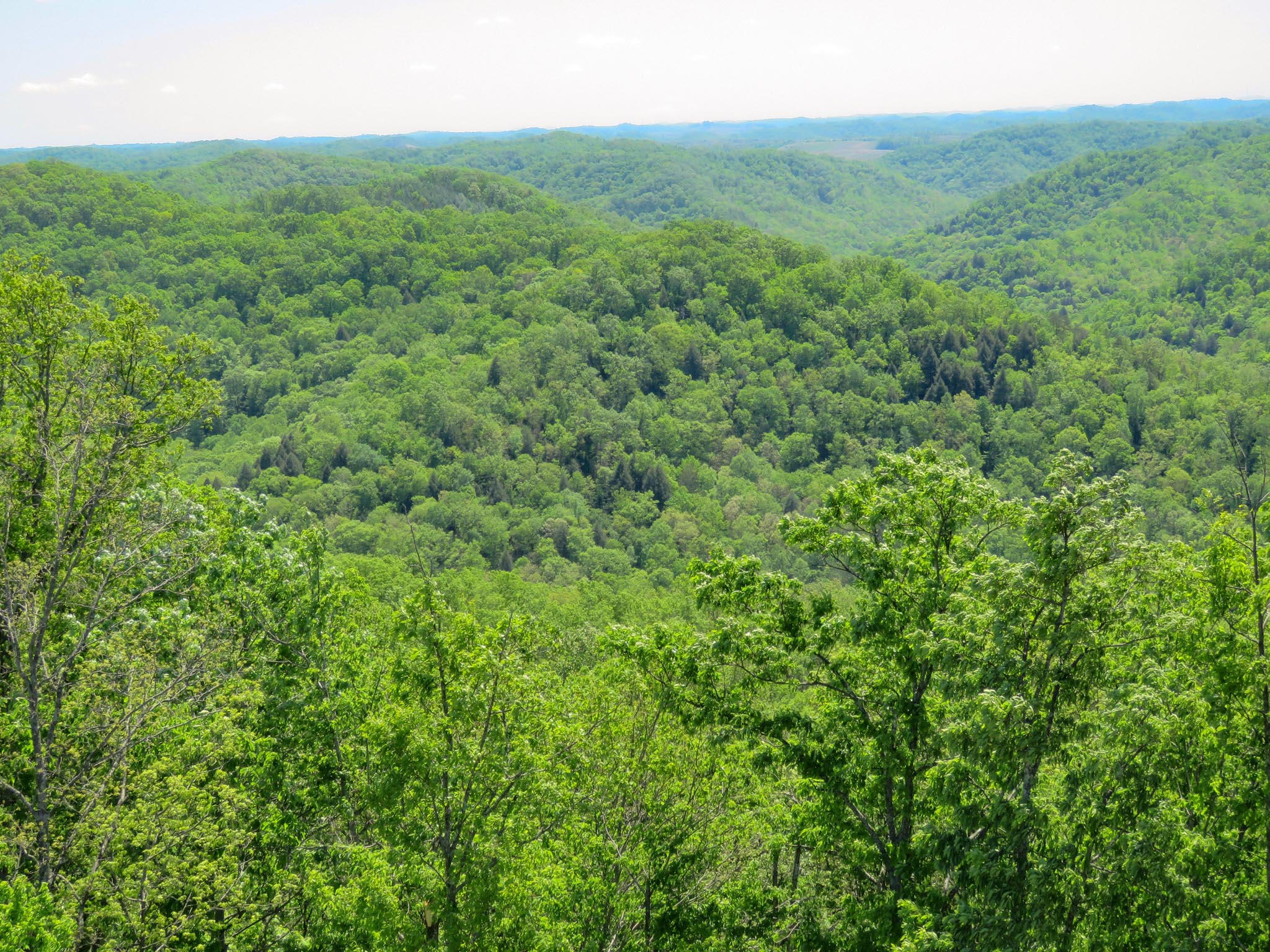 Forestry industry helps grow Kentucky's economy - Kentucky Living