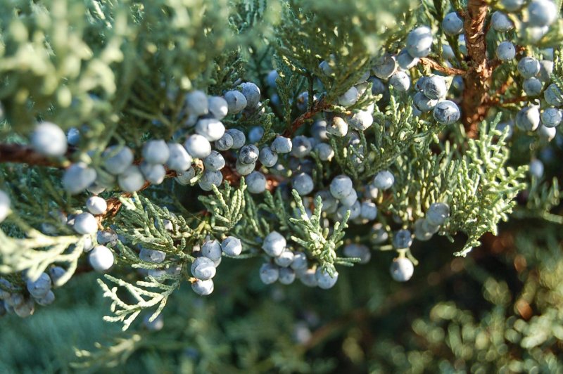 Give a hoot - Kentucky Living