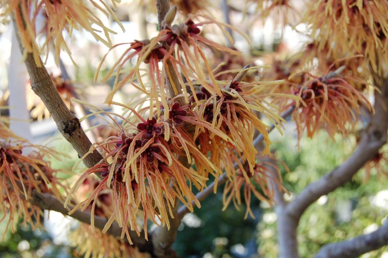 Bewitching garden - Kentucky Living