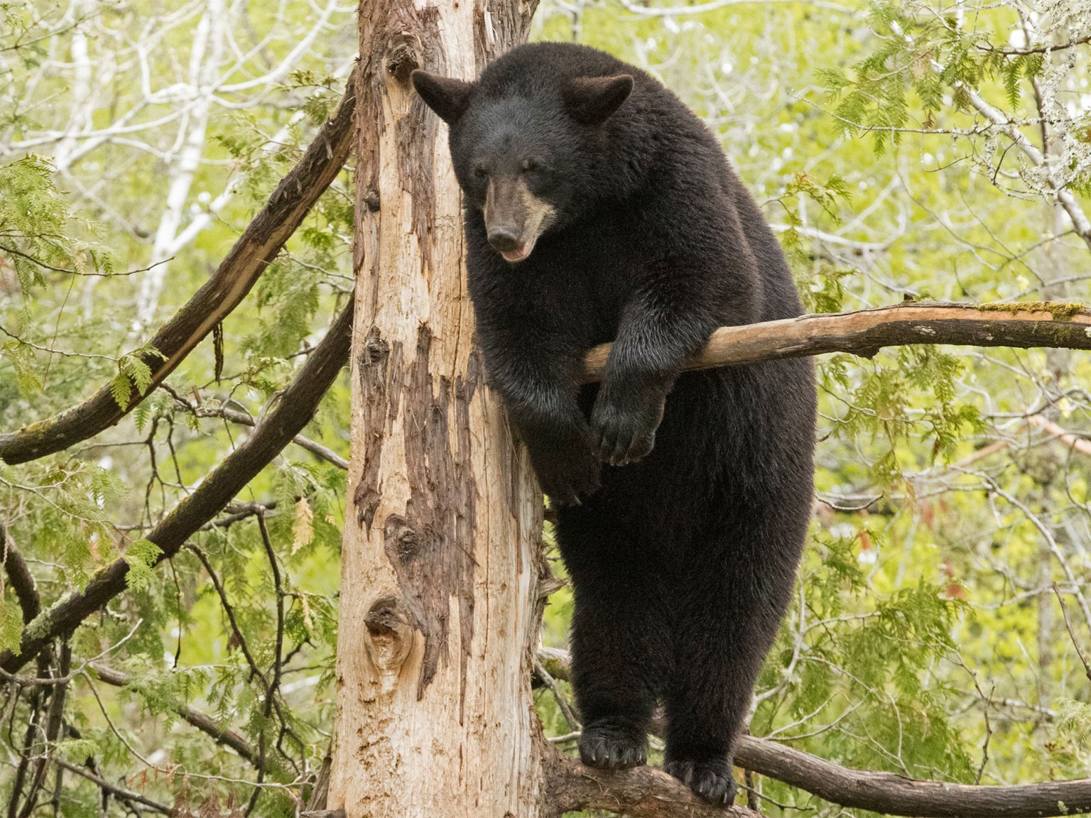 The bear facts - Kentucky Living