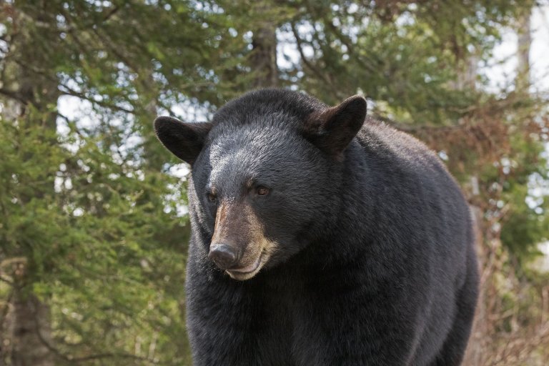 The bear facts - Kentucky Living