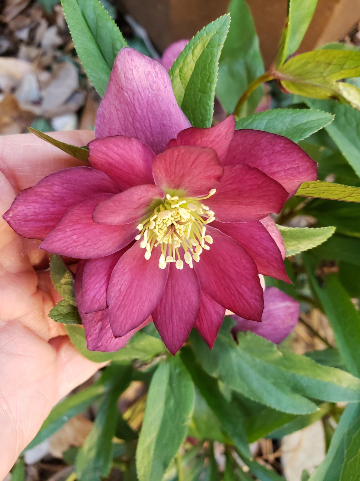 Hellebores brighten a winter garden - Kentucky Living