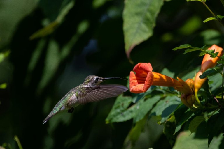 Celebrate Hummingbird Month at the Woodlands Nature Station - Kentucky ...