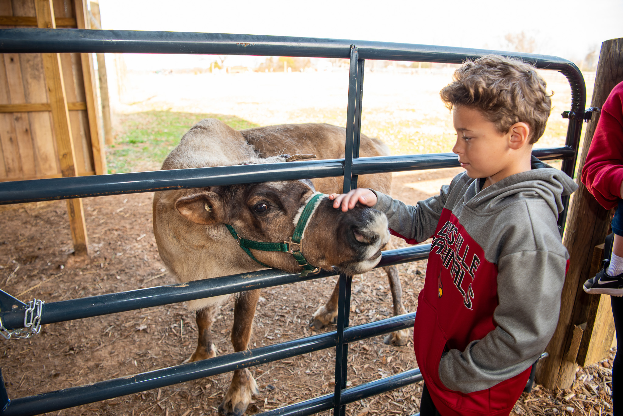Reindeer games - Kentucky Living