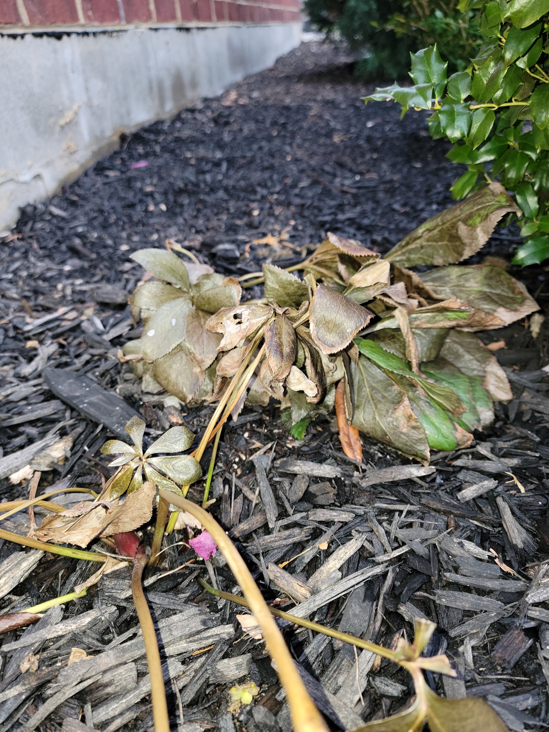Help My Hellebores Kentucky Living Help My Hellebores Kentucky Living