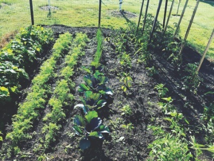 Kentucky Vegetable Garden