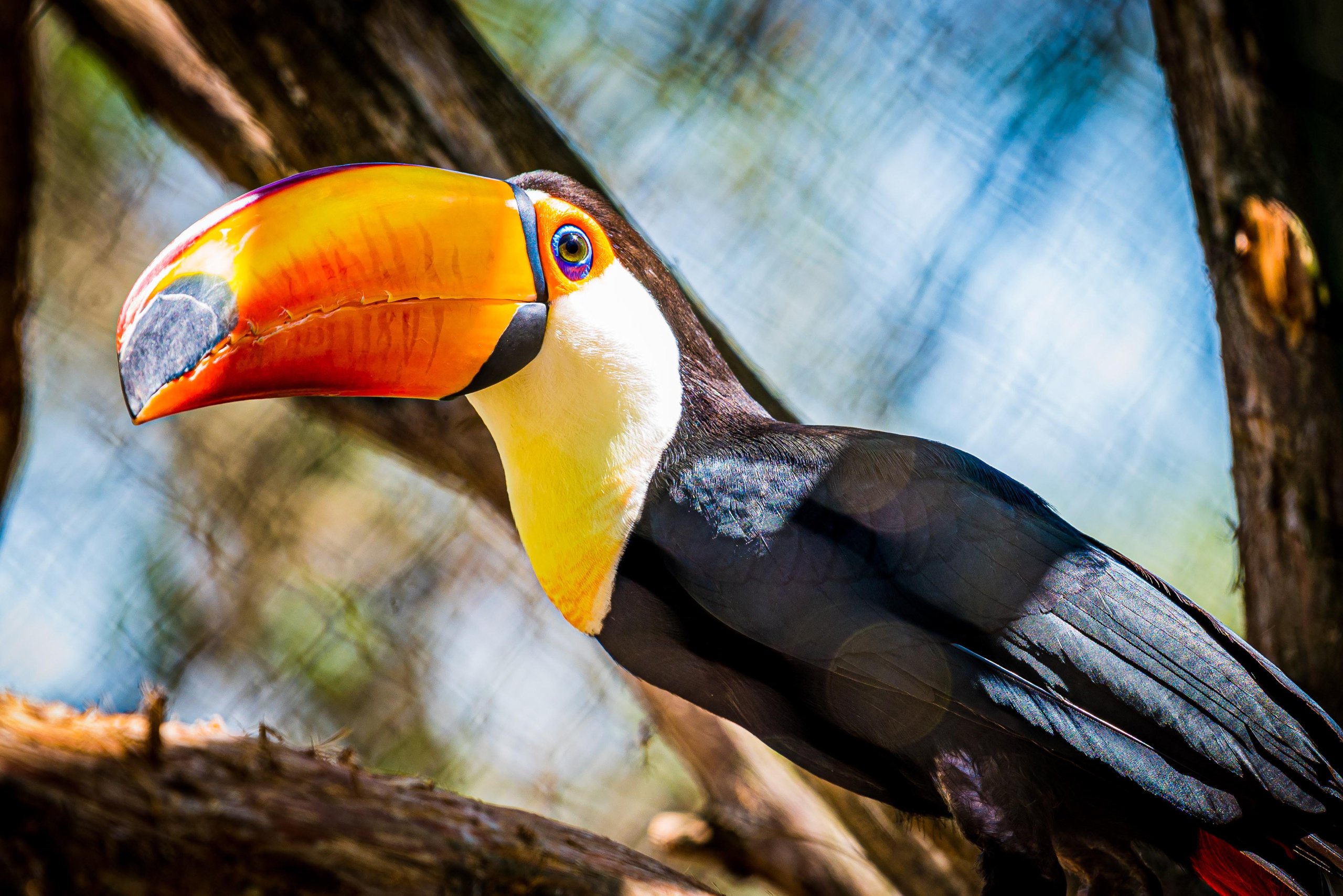 Toucan species makes colorful debut at Louisville Zoo - Kentucky Living