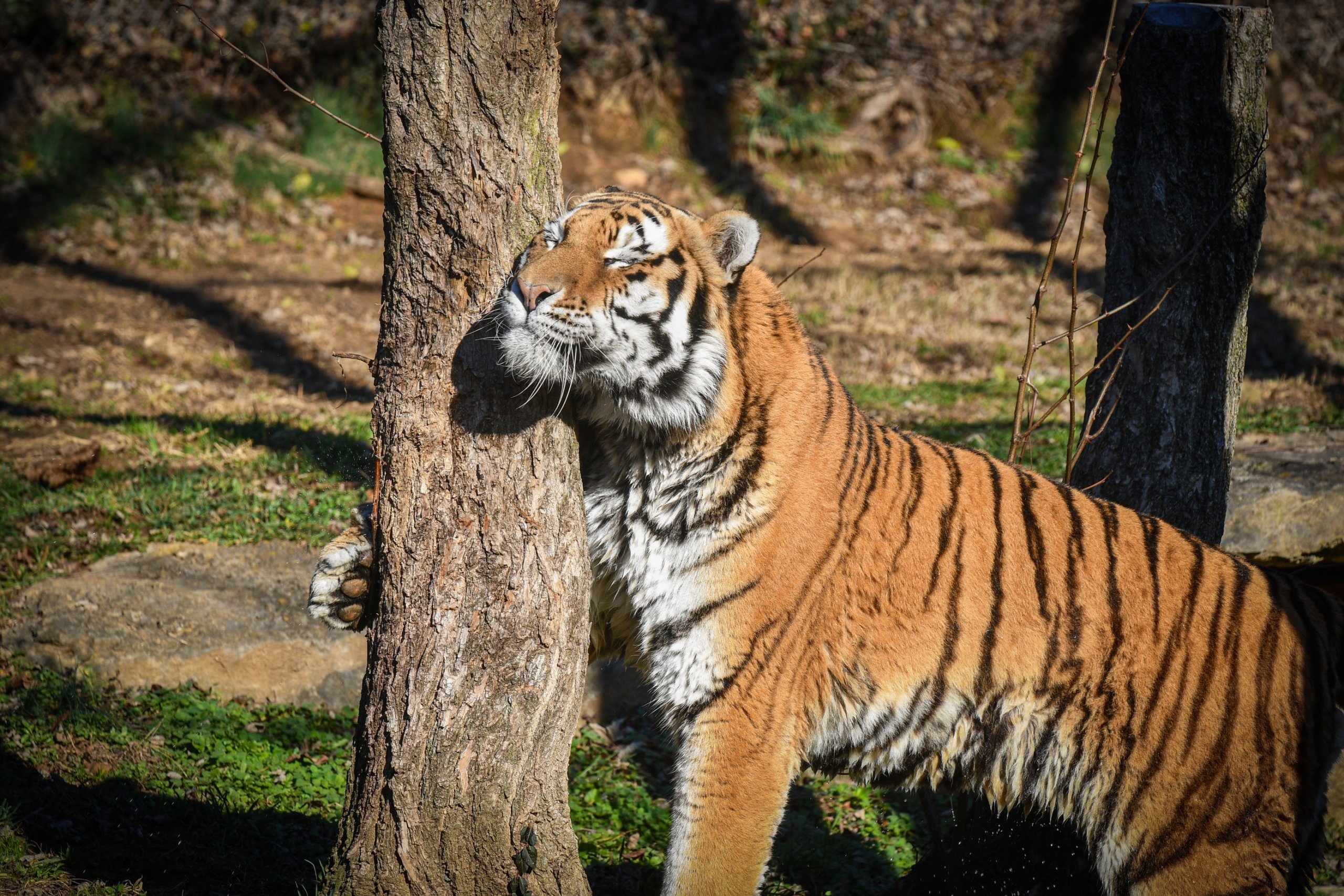 Louisville Zoo welcomes Amur tiger, “Timmy" - Kentucky Living
