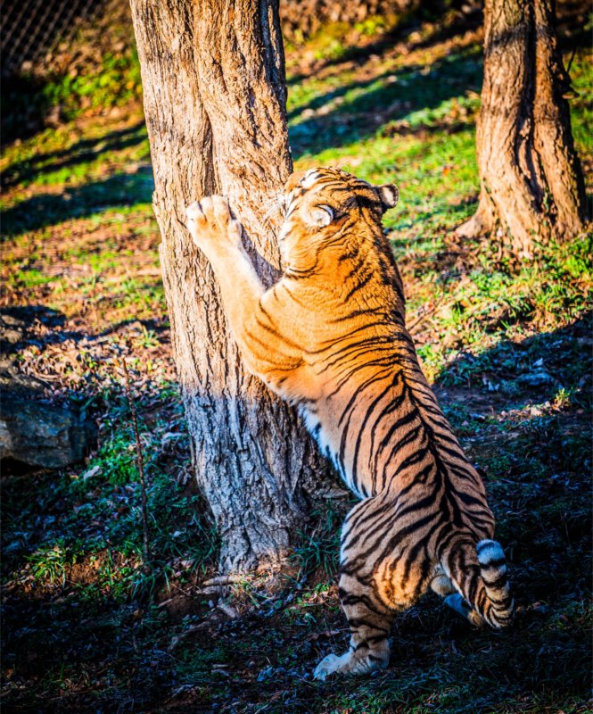 Louisville Zoo welcomes Amur tiger, “Timmy" - Kentucky Living