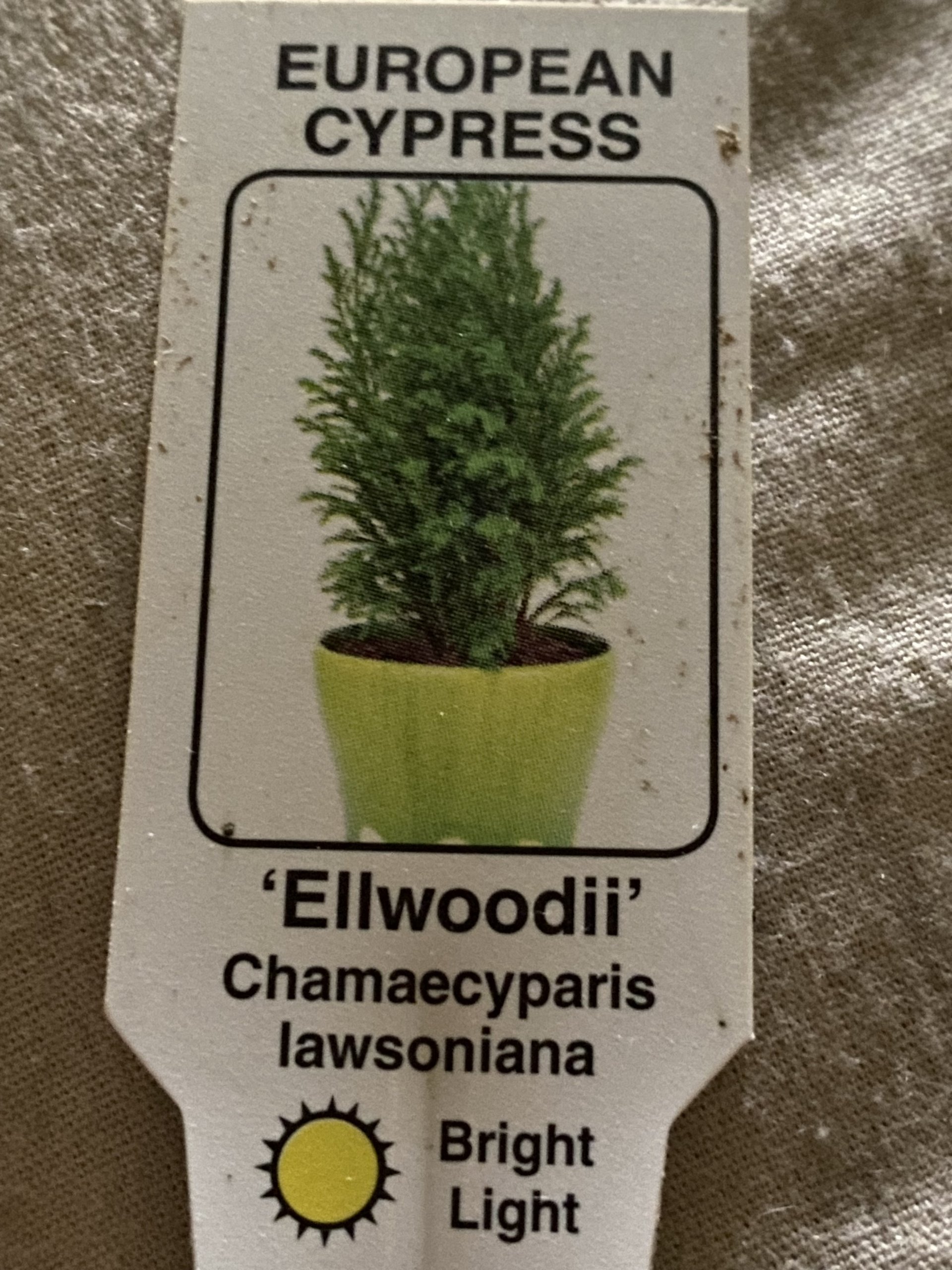 Planting a cypress tree - Kentucky Living