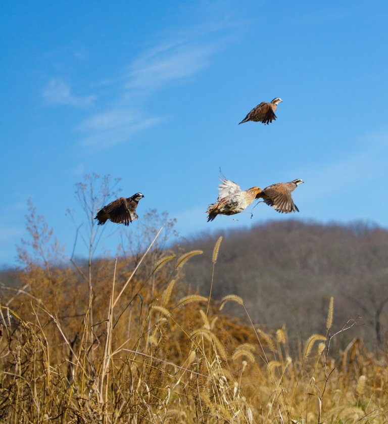 The vanishing bobwhite - Kentucky Living