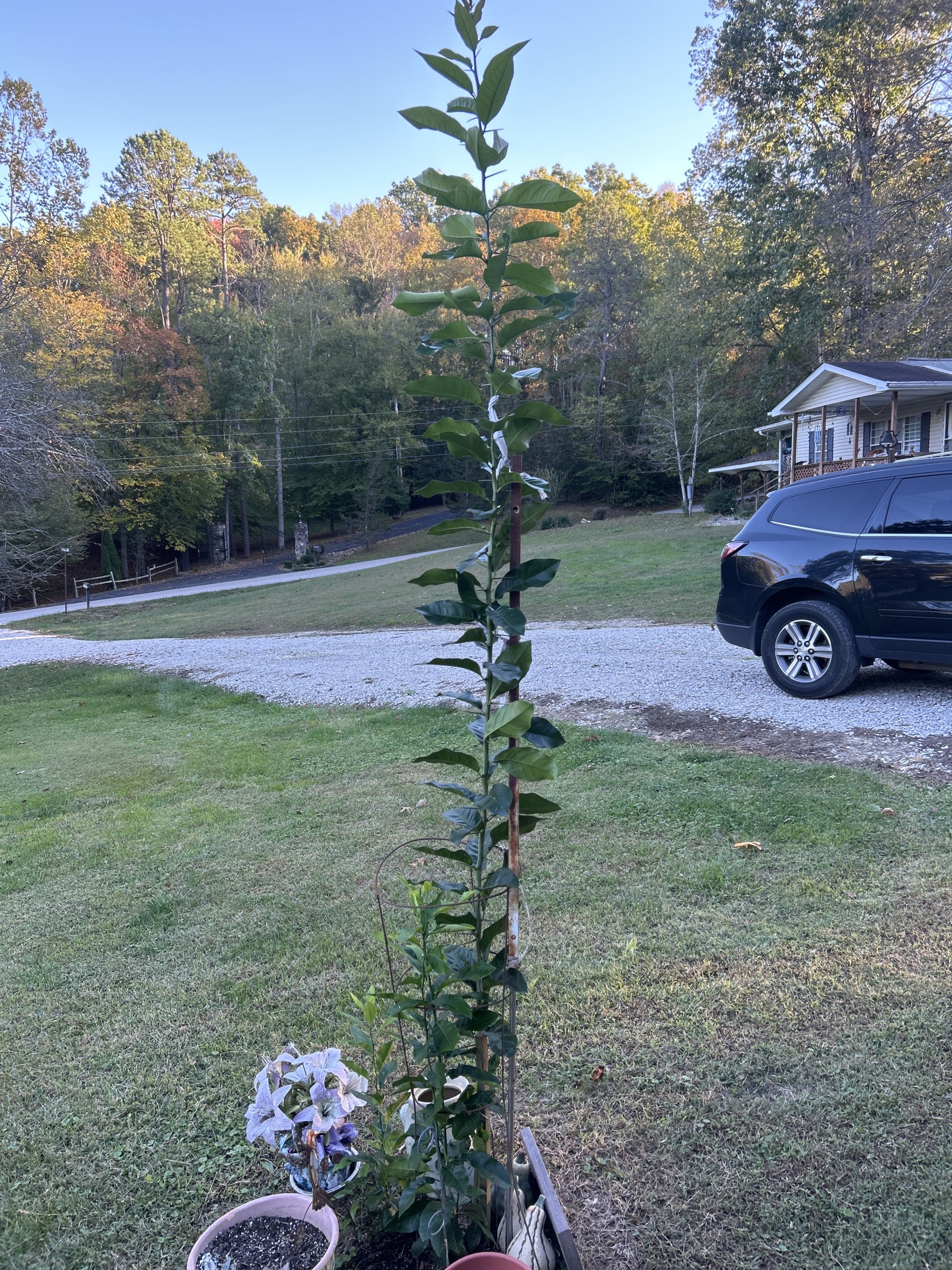 Pruning lemon trees - Kentucky Living
