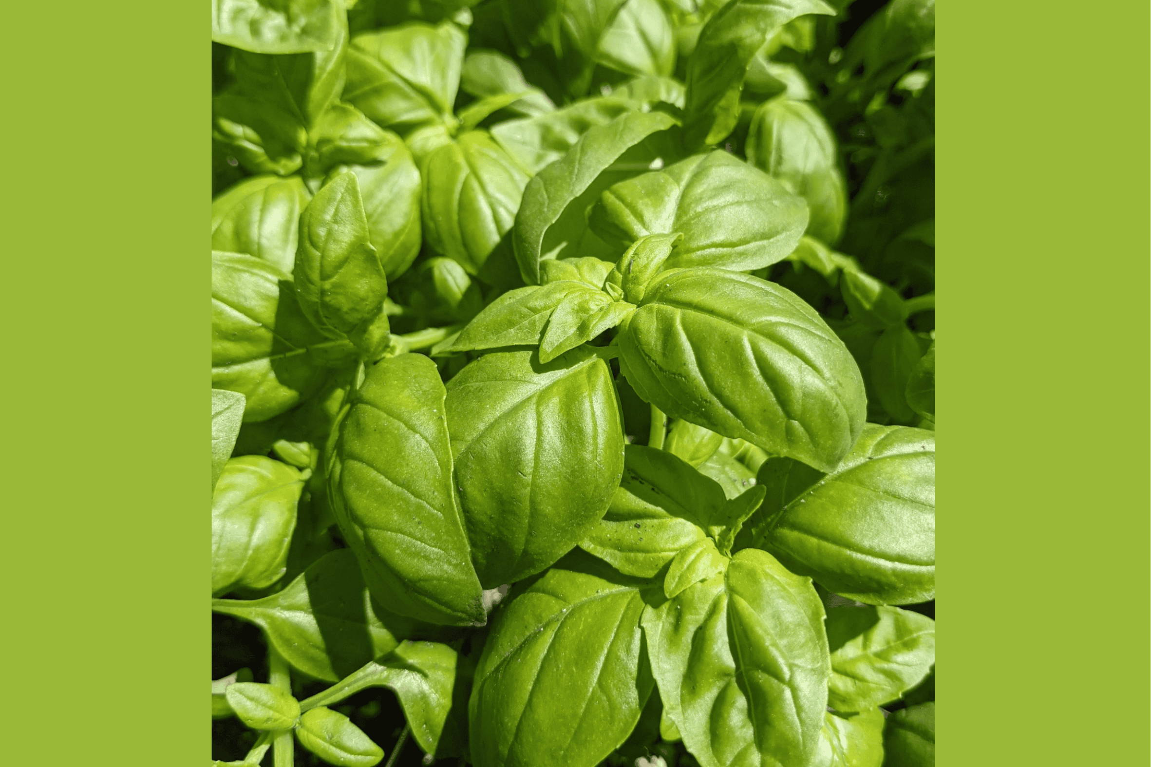 Sweet basil - Kentucky Living