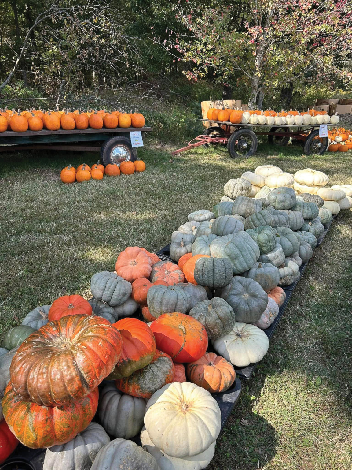 Pumpkin season - Kentucky Living